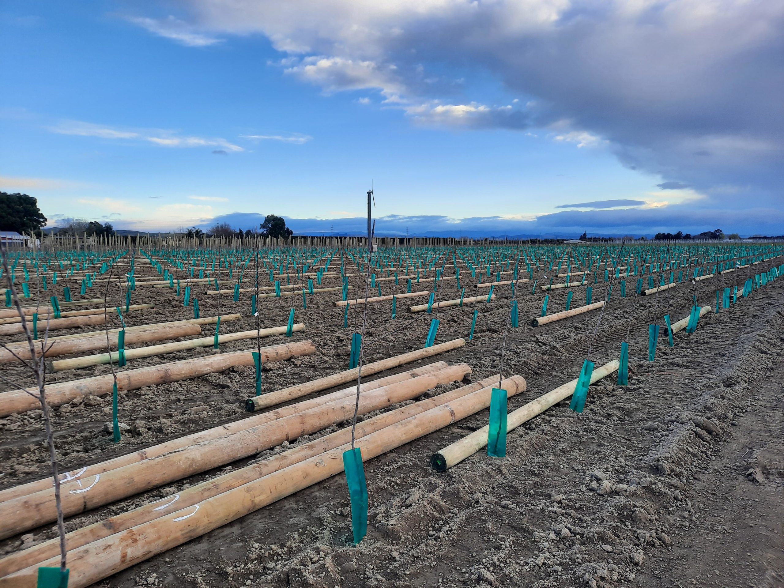 New Pip-fruit division - Apatu FarmsApatu Farms